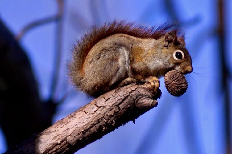 The Black Walnut: A versatile and valuable native tree | News, Sports ...